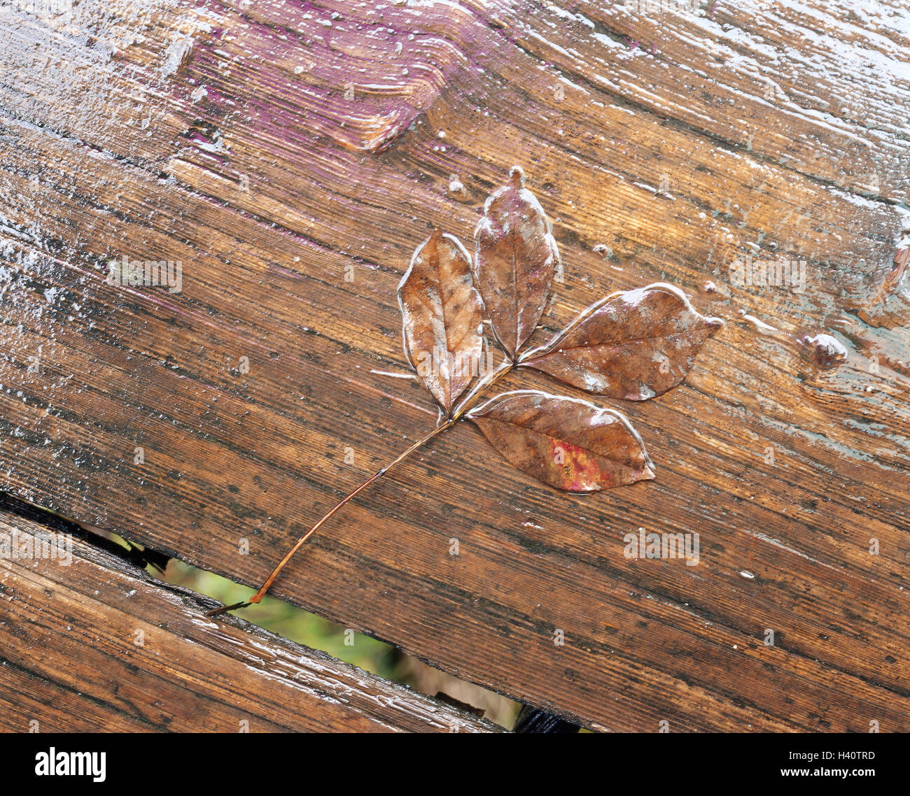 Springboard, autumn foliage, wet, wooden springboard, foliage, leaves ...