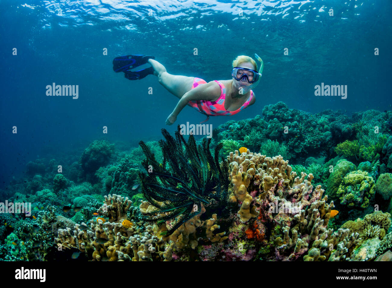 Female snorkel diver exploring tropical coral reef Stock Photo - Alamy