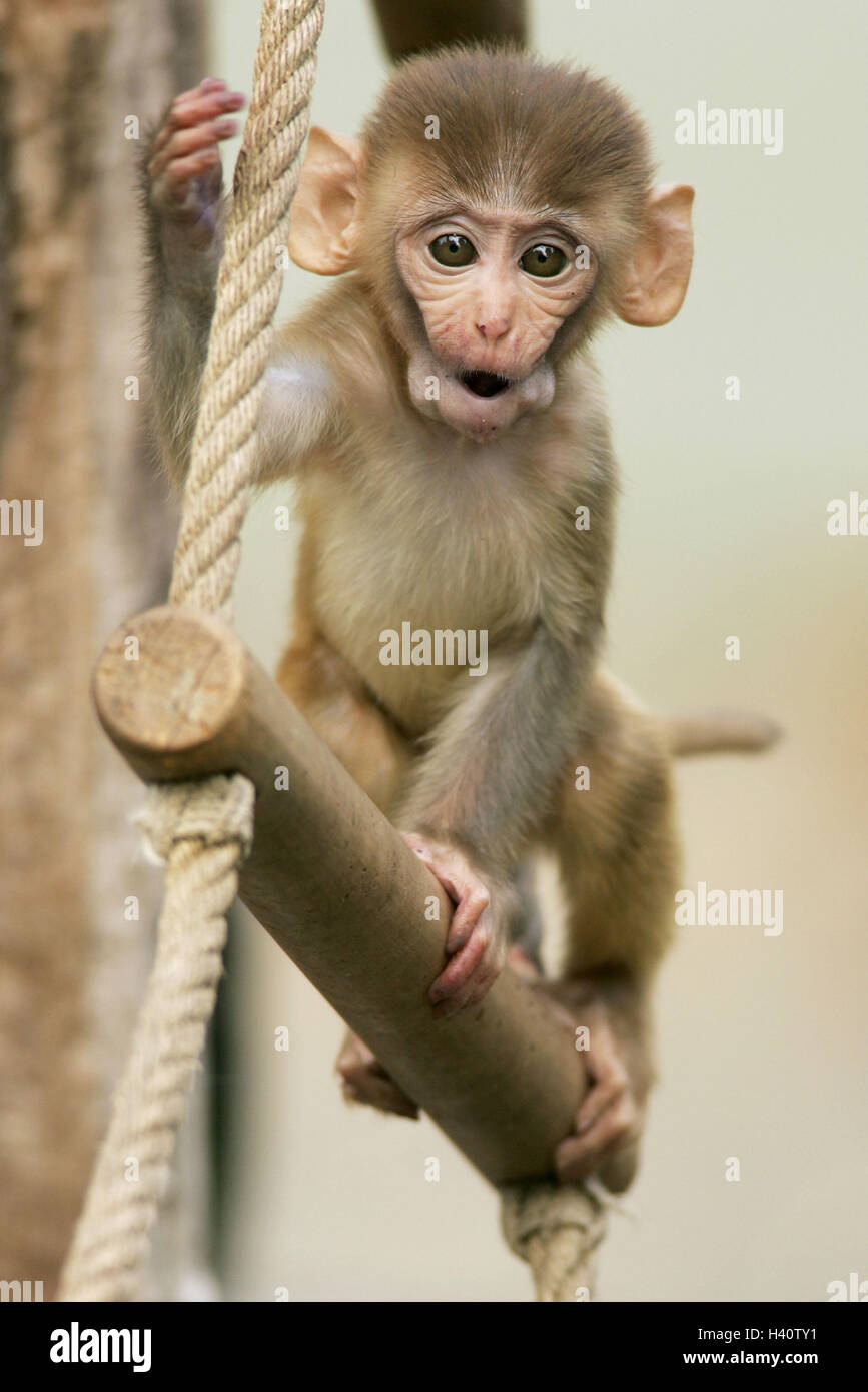 Zoo, conductor, rung, Rhesusaffe, Macaca mulatta, young animal, sit ...