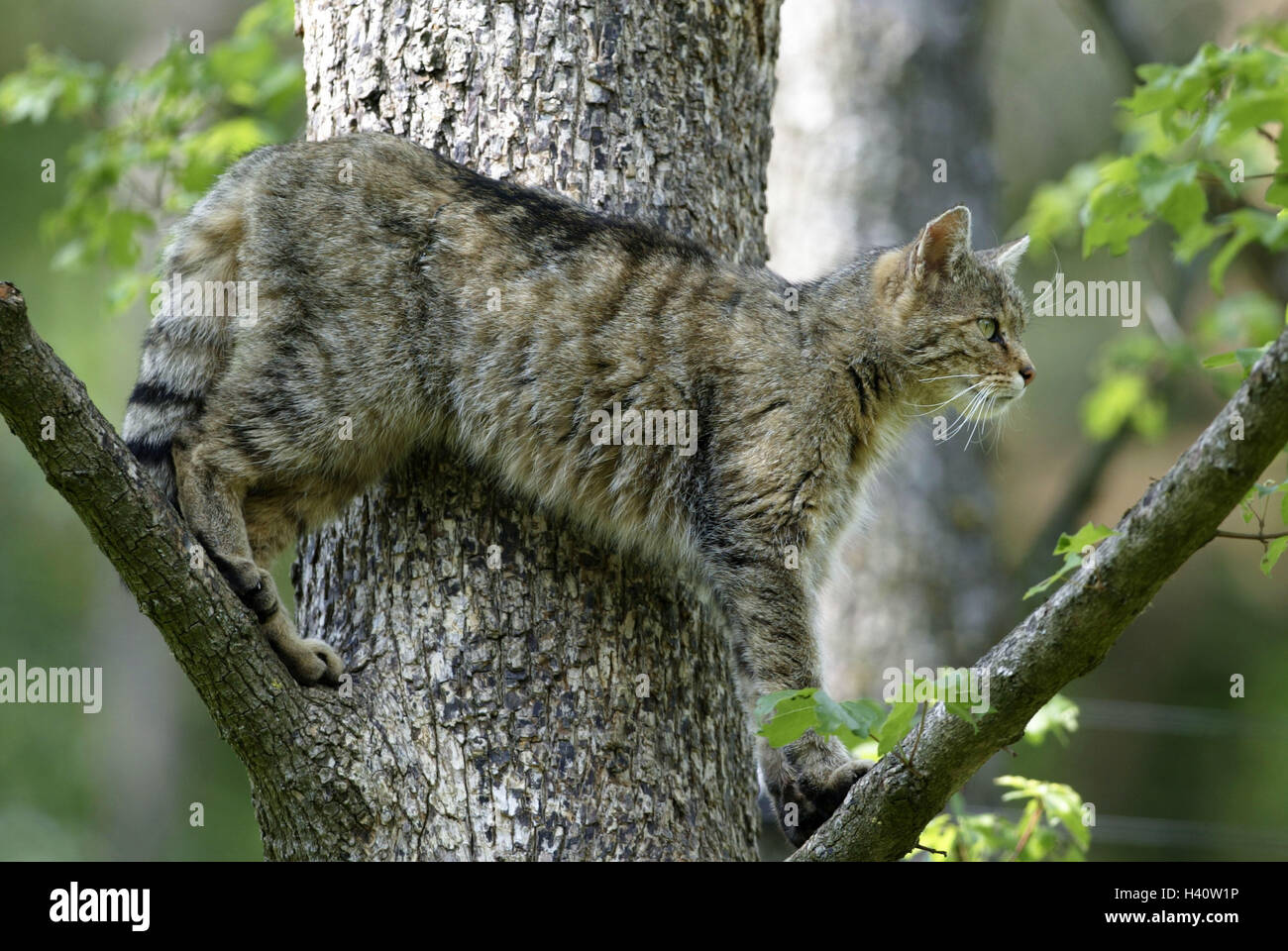 Zoo, tree, wildcat, Felis, silvestris, watchfulness, animal park ...