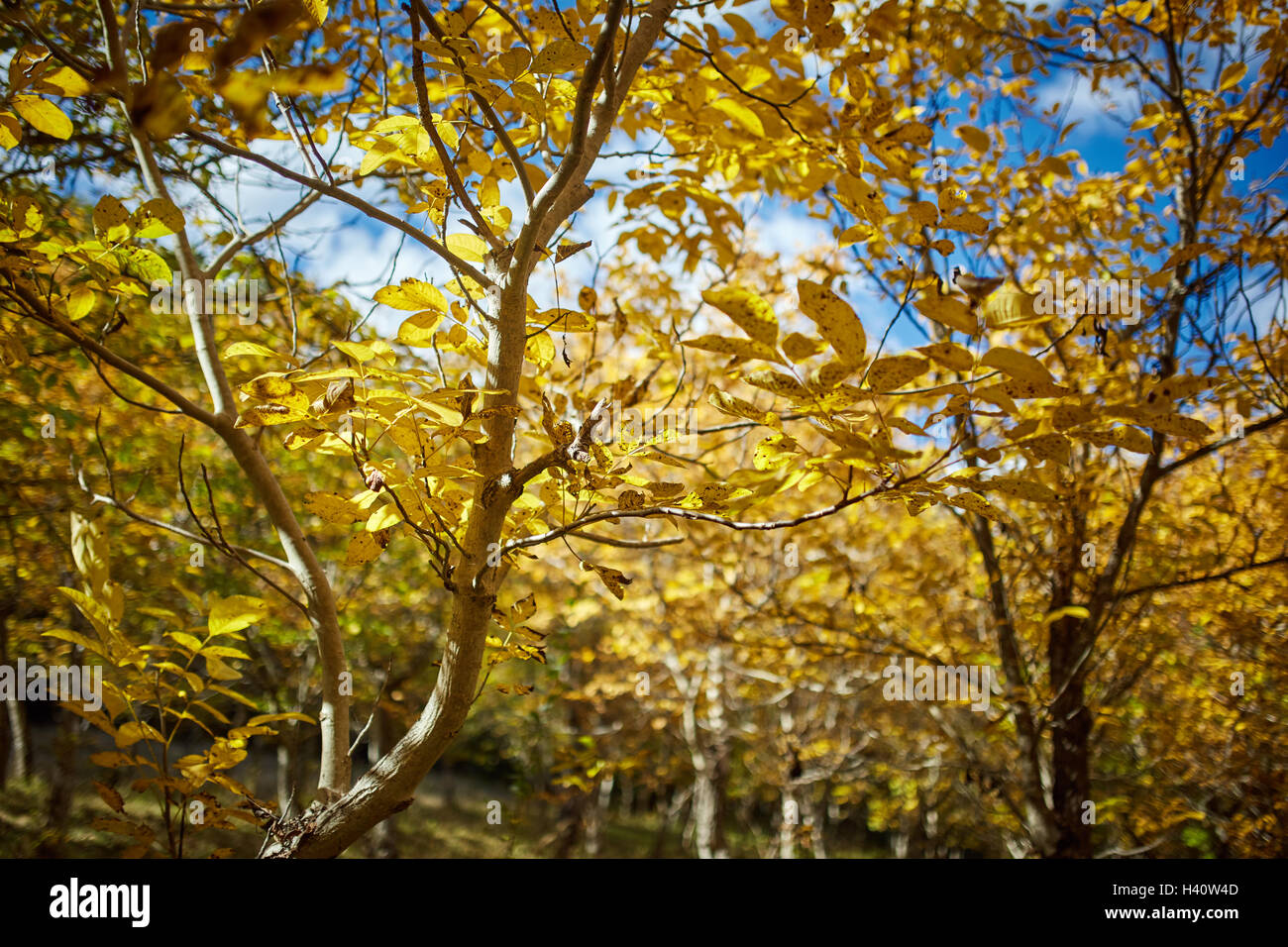 Plantation walnut trees agriculture orchard hi-res stock photography ...