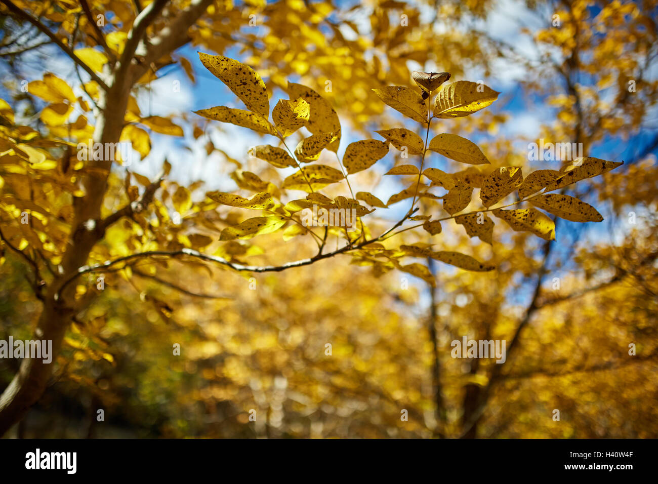 Walnut orchard hi-res stock photography and images - Alamy