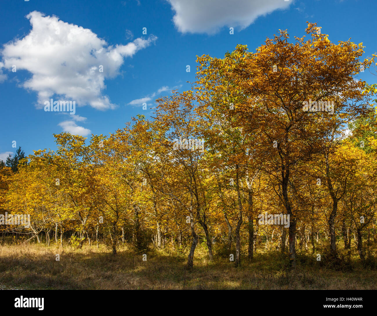 Walnut orchard hi-res stock photography and images - Alamy