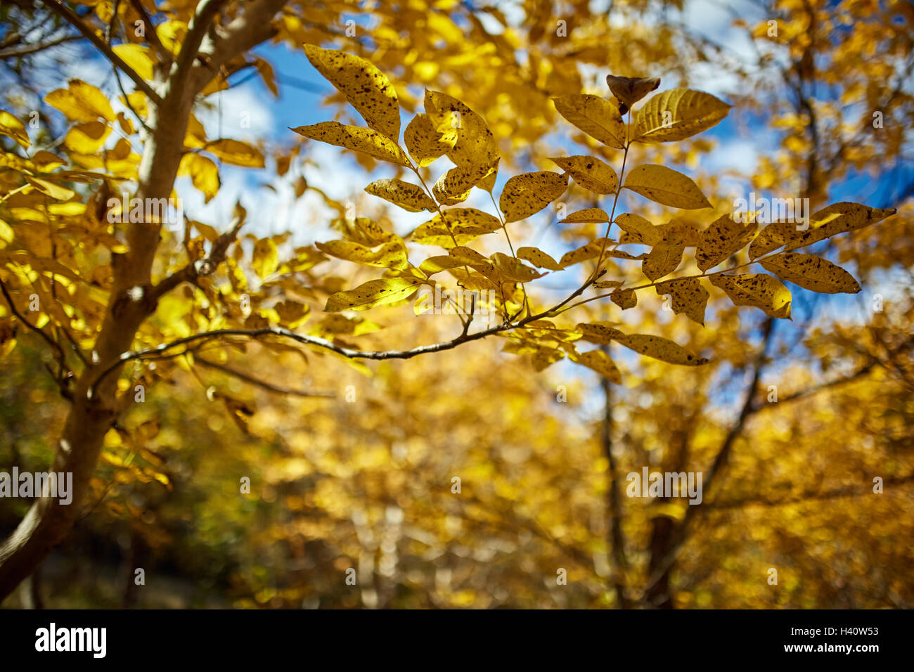 Walnut orchard hi-res stock photography and images - Alamy