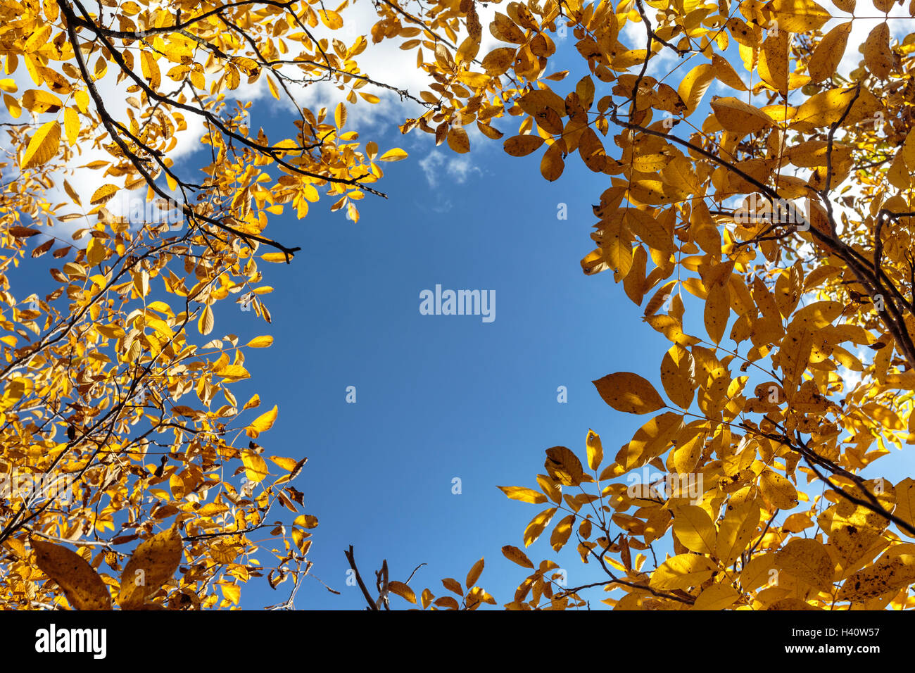 Looking up through yellow walnut leaves and trees with copyspace on ...