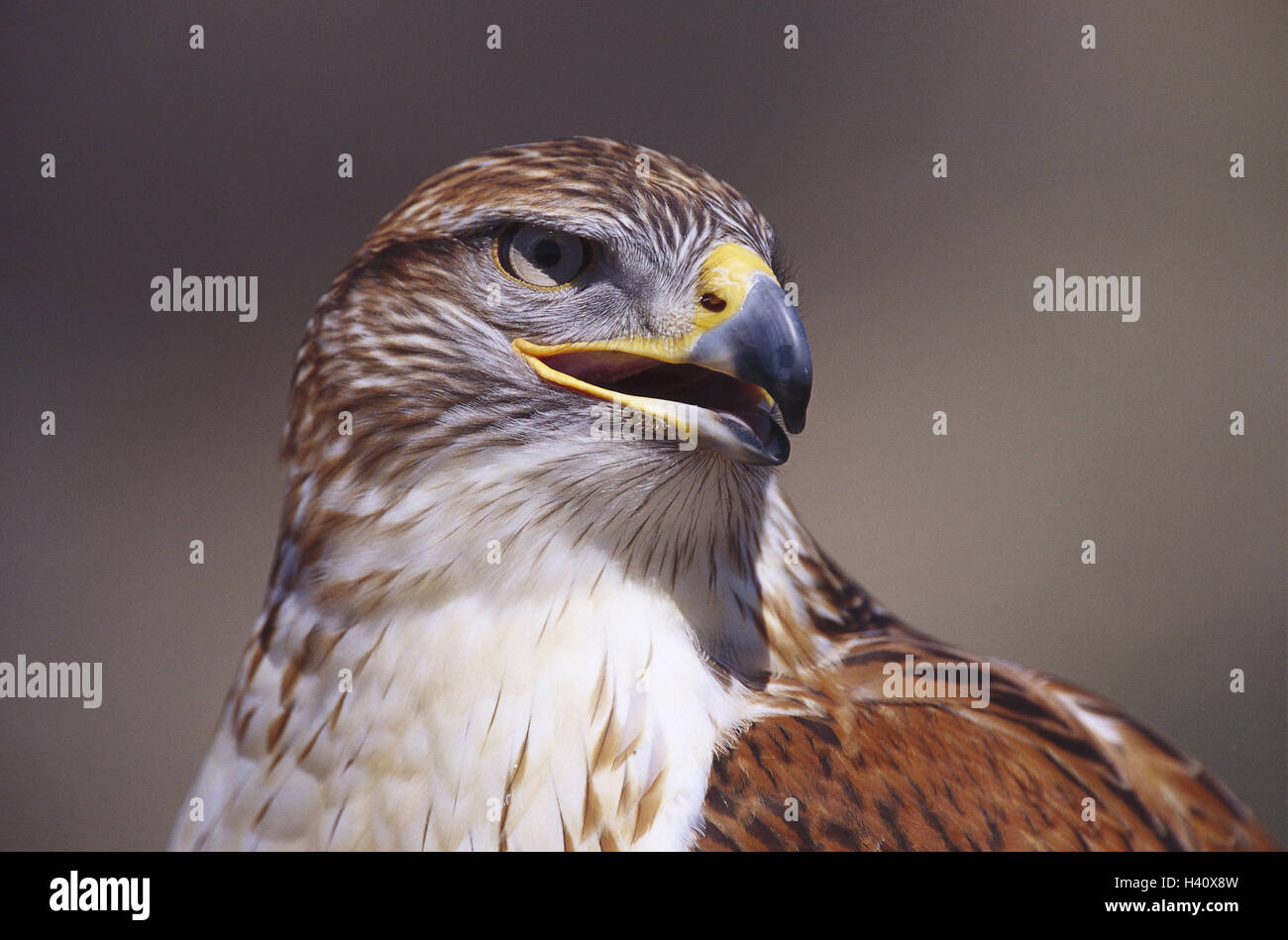 Kings buzzard hi-res stock photography and images - Alamy