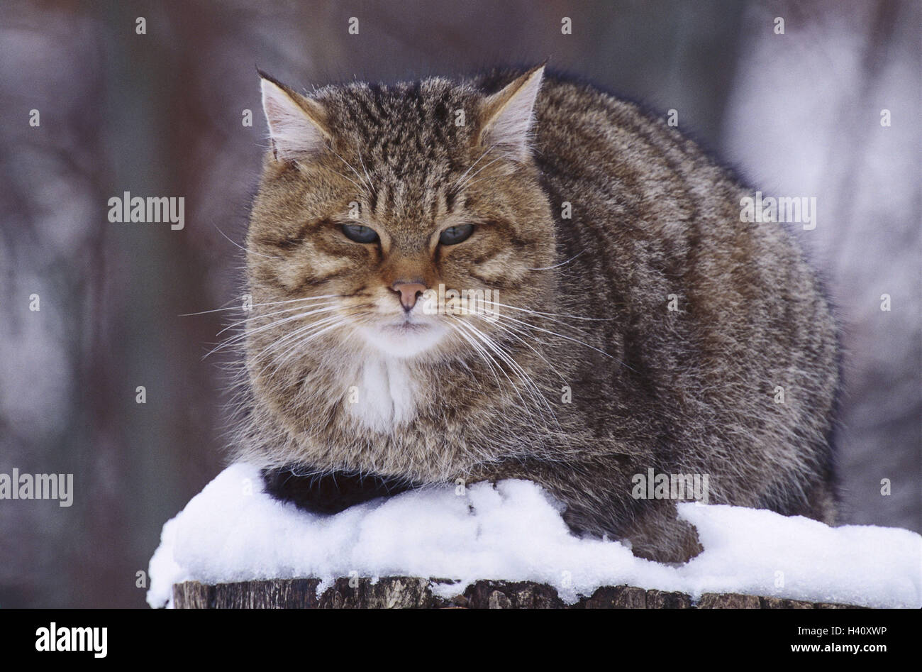 Snow, wildcat, Felis silvestris, rest, animal world, animals, animal ...