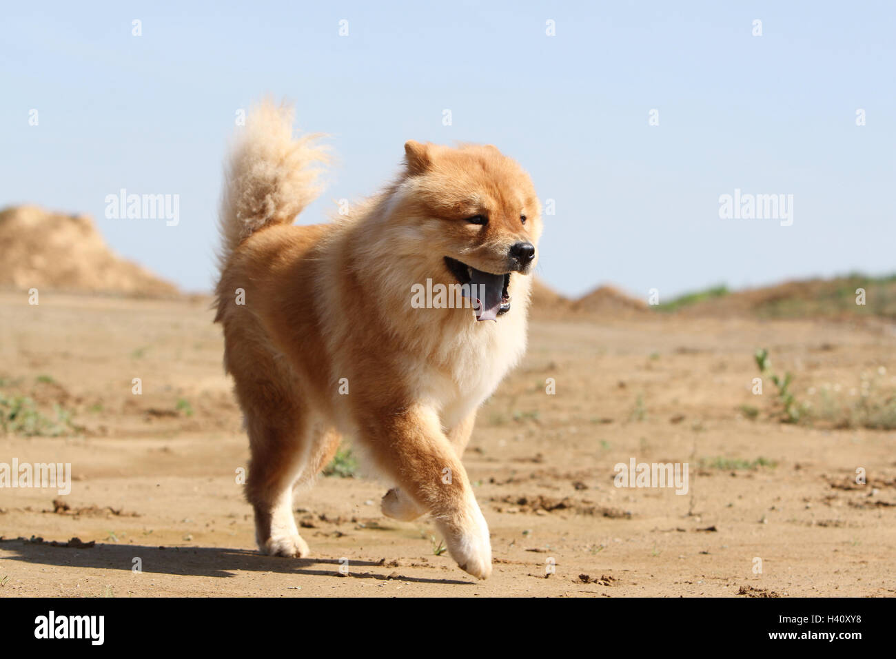 dog chow chow chow-chow china red cream face stand standing adult ...