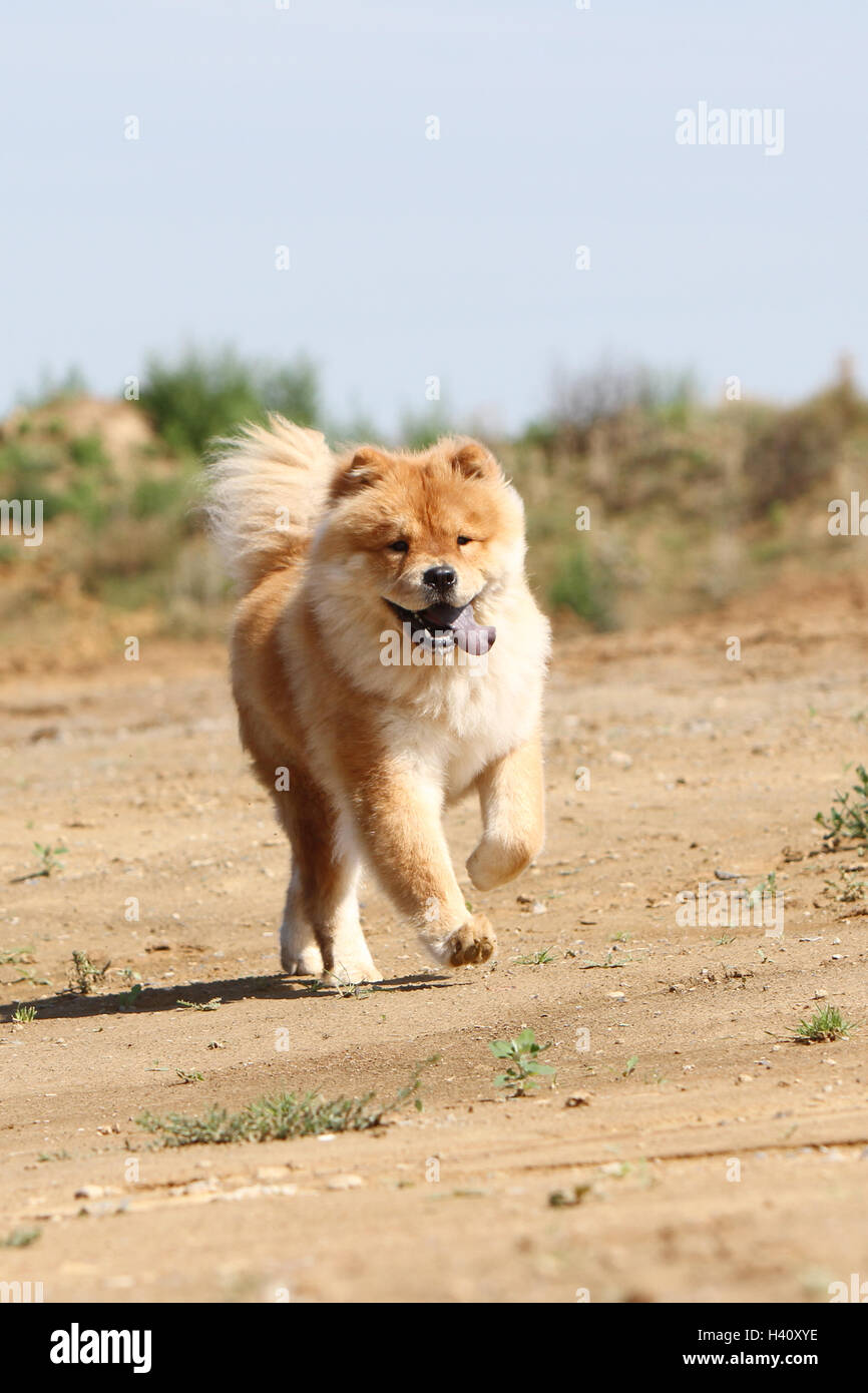 Chow Chow Dog Lion