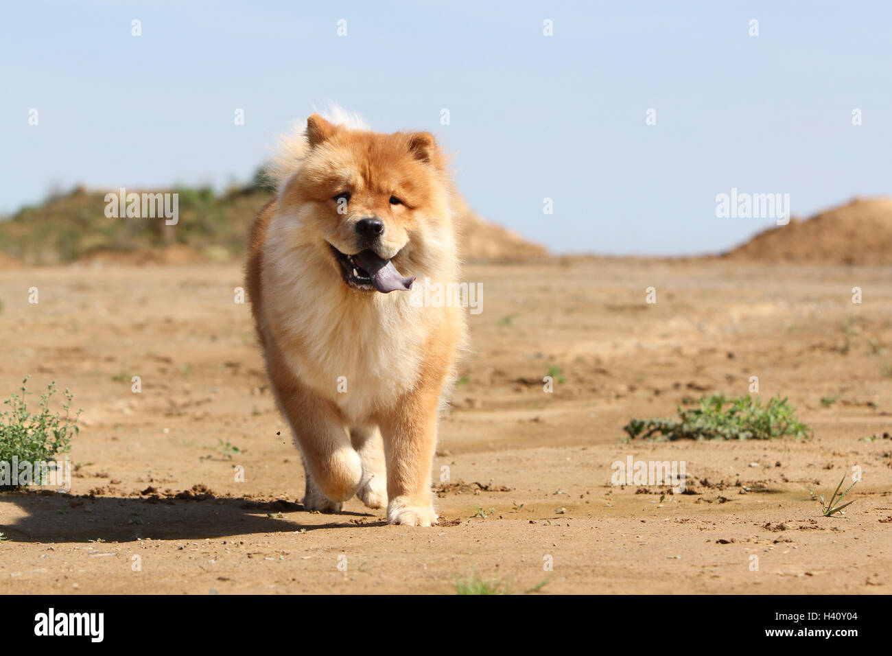 dog chow chow chow-chow china red cream face stand standing adult ...