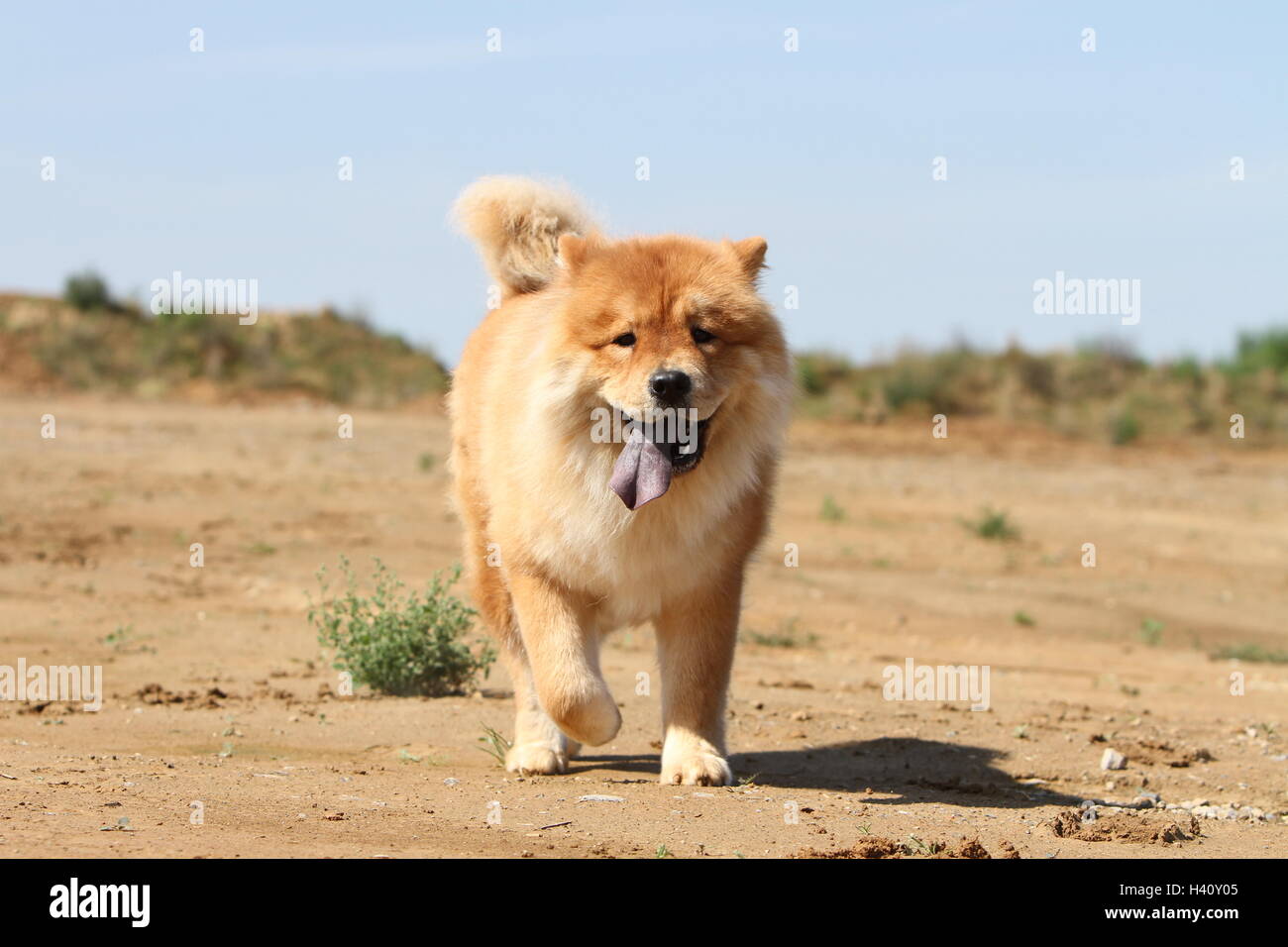 dog chow chow chow-chow china red cream face stand standing adult ...