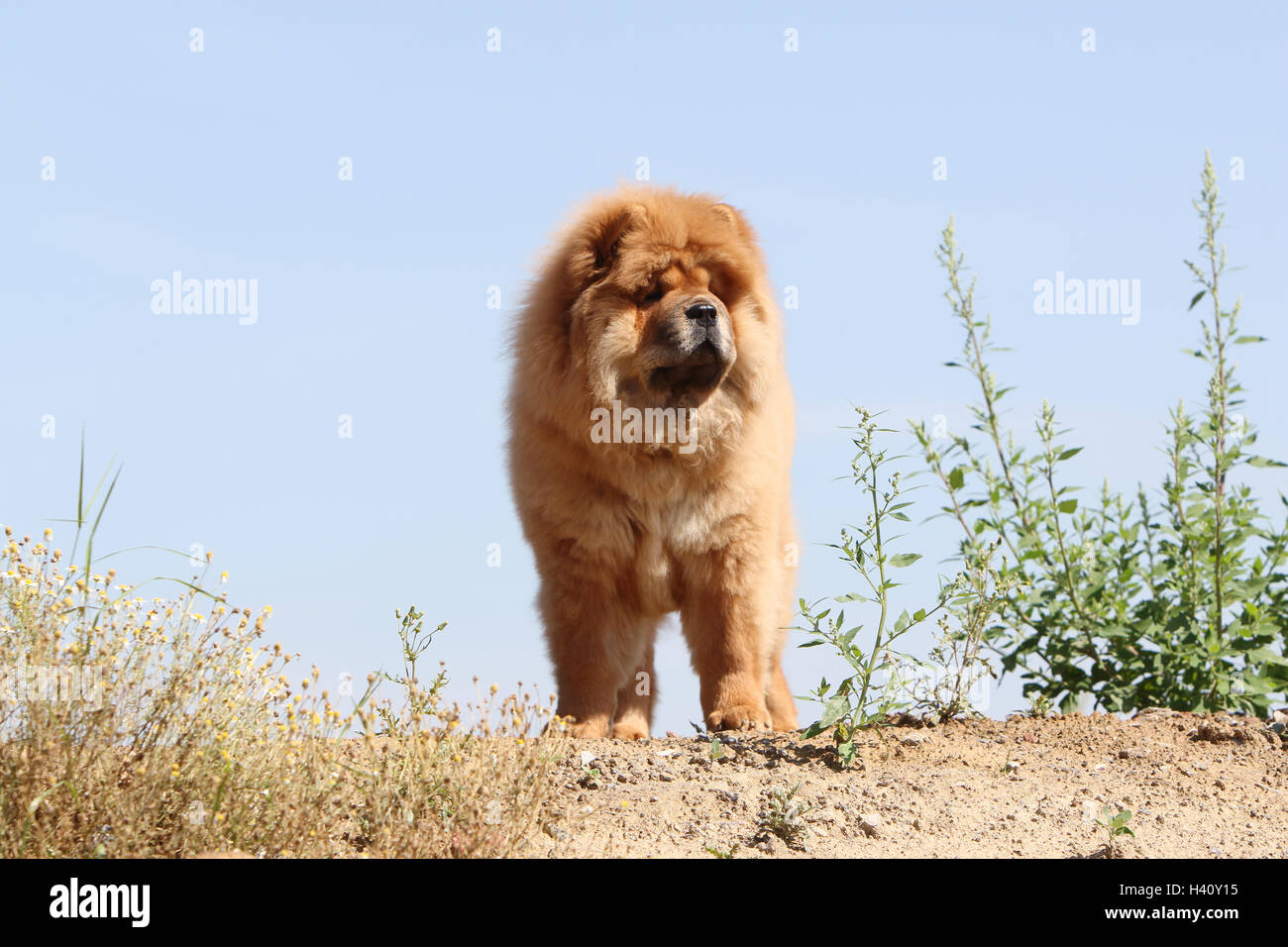dog chow chow chow-chow adult red cream standing in a field flower ...