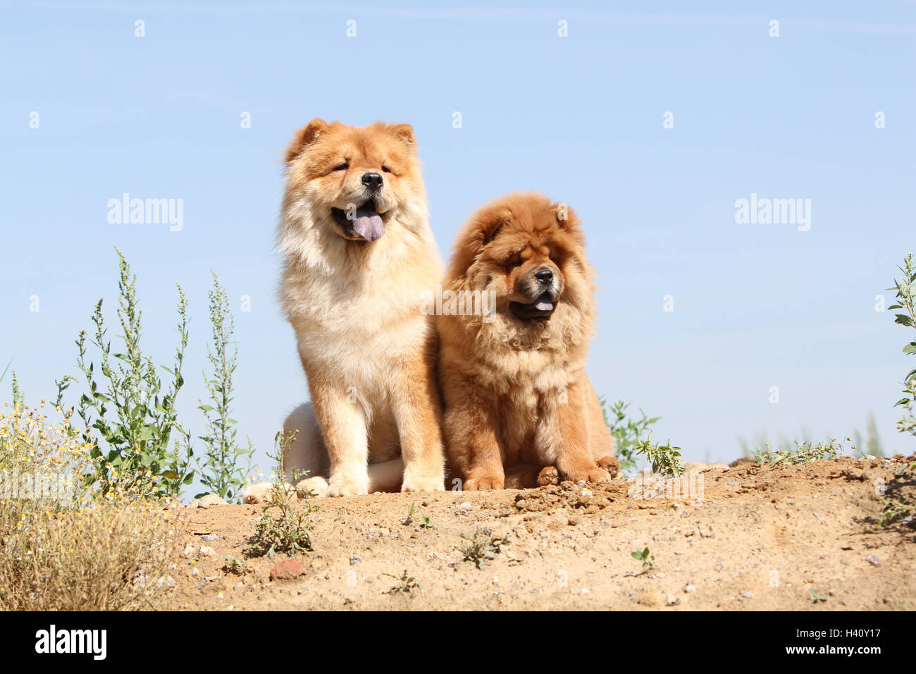 dog chow chow chow-chow adults /puppy red cream field wild field Stock ...