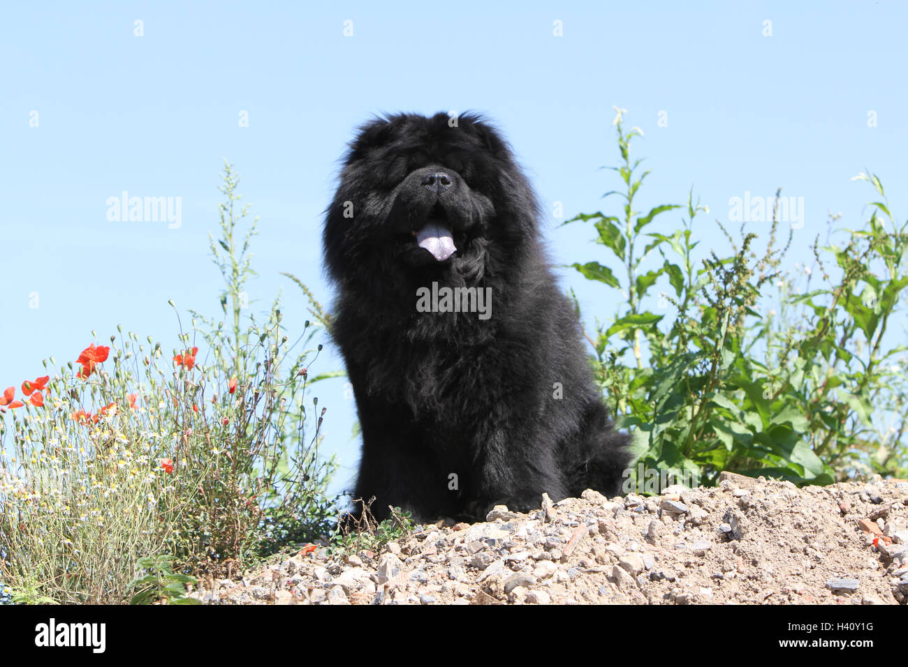 dog chow chow chow-chow adult black sitting in a field Stock Photo - Alamy