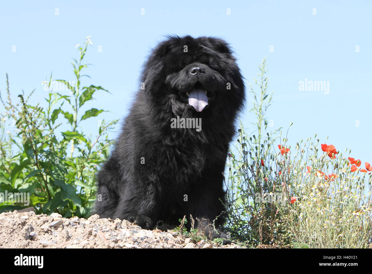 dog chow chow chow-chow adult black sitting in a field Stock Photo - Alamy