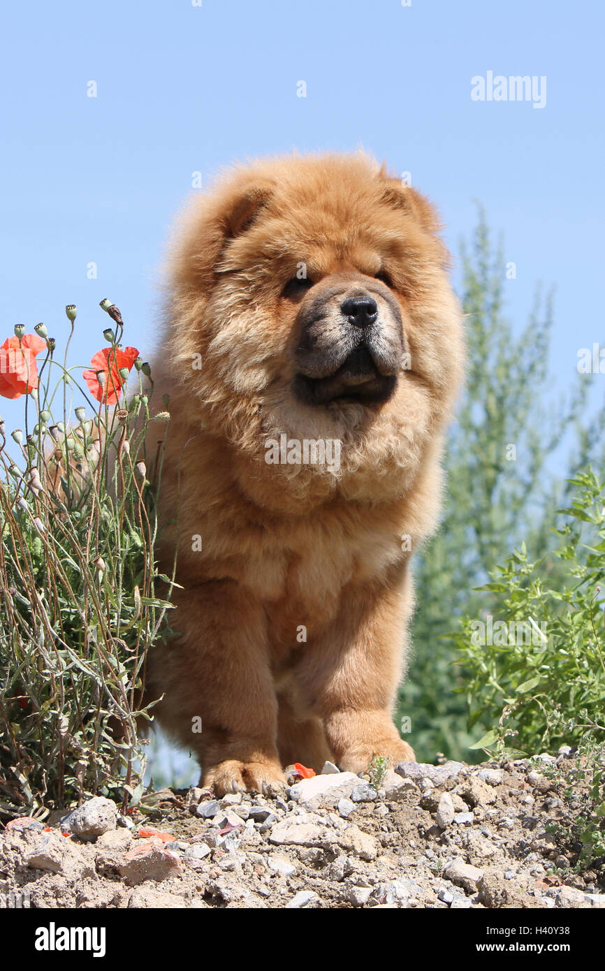 dog chow chow chow-chow adult red cream sitting in a field bloom ...
