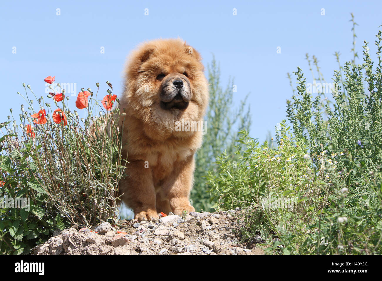 dog chow chow chow-chow adult red cream sitting in a field bloom ...