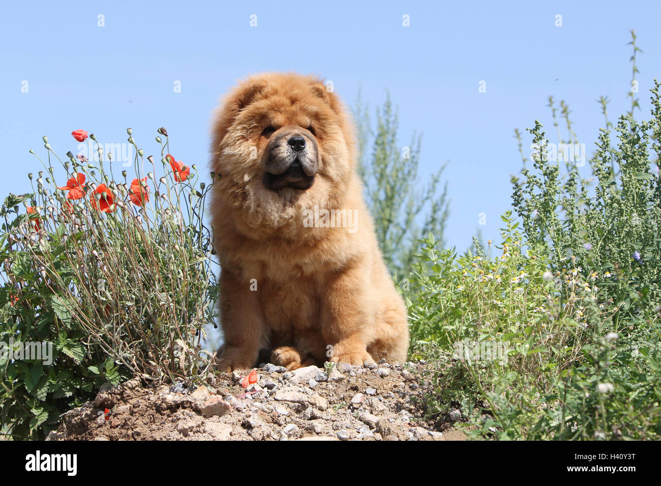 dog chow chow chow-chow adult red cream sitting in a field bloom ...