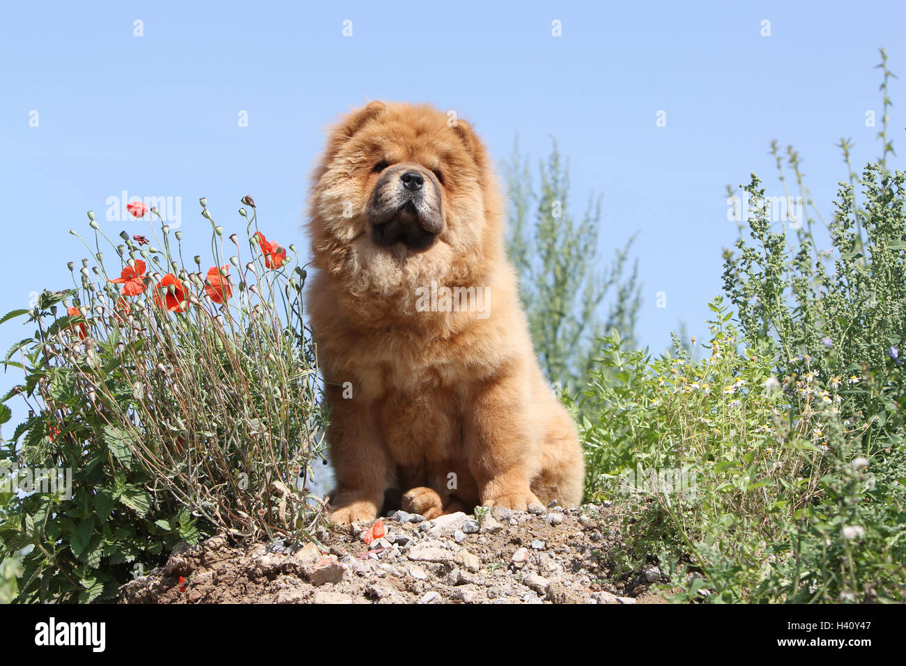 dog chow chow chow-chow adult red cream sitting in a field bloom ...