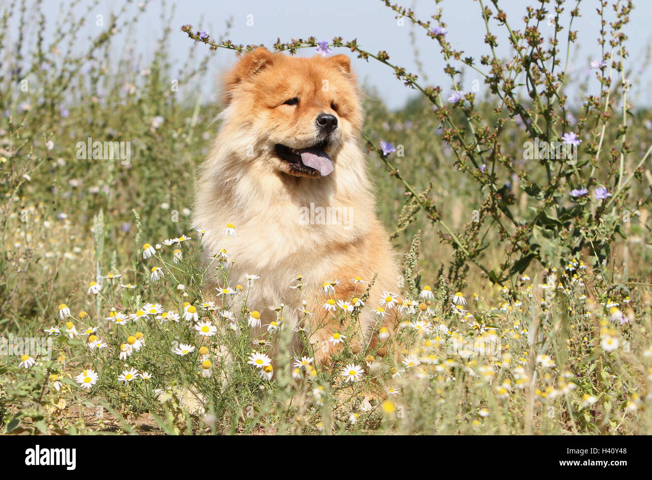 dog chow chow chow-chow adult red cream sitting in a field bloom ...