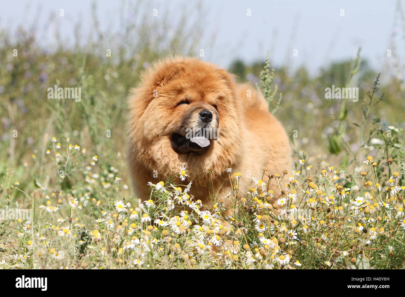 dog chow chow chow-chow adult red cream standing in a field flower ...
