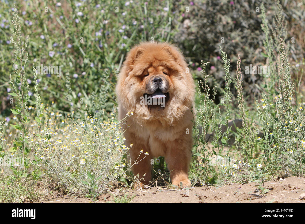 dog chow chow chow-chow adult red cream standing in a field flower ...