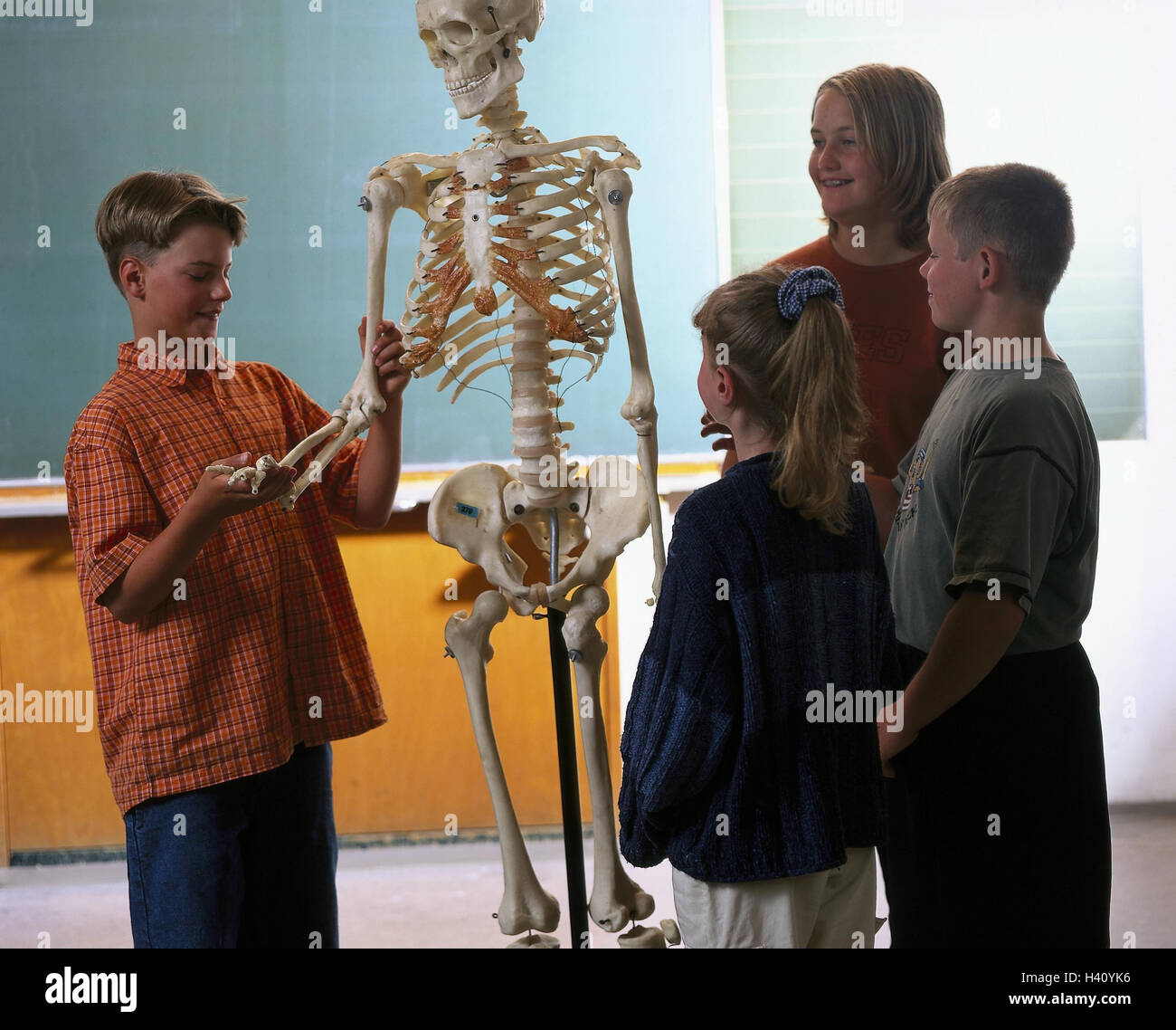 School, lessons, biology, schoolboy, skeleton, look, classrooms ...