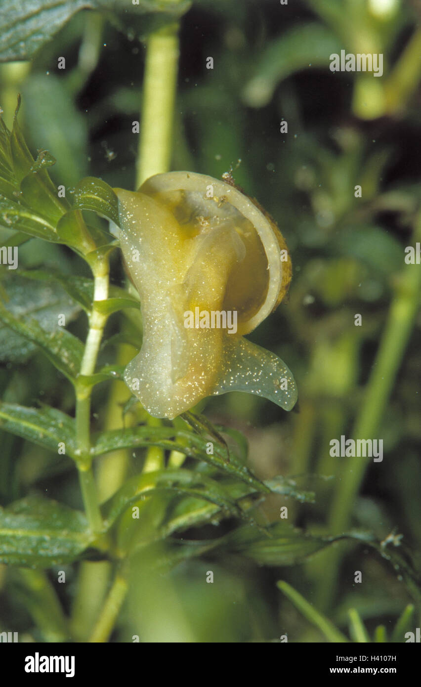 Ear mud escargot hi-res stock photography and images - Alamy