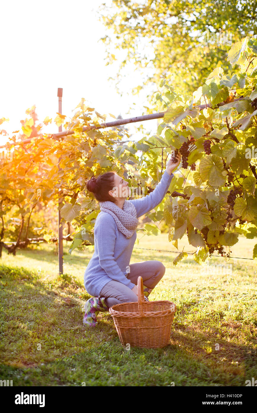 Happy grape picker at work observing grapes on the vine Stock Photo - Alamy