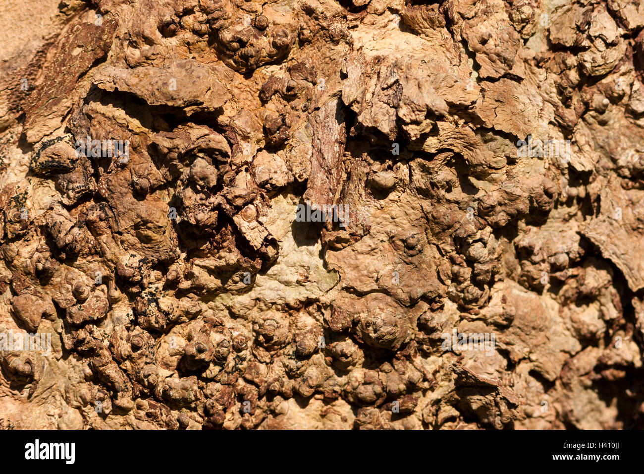 gnarly textured bark background Stock Photo - Alamy