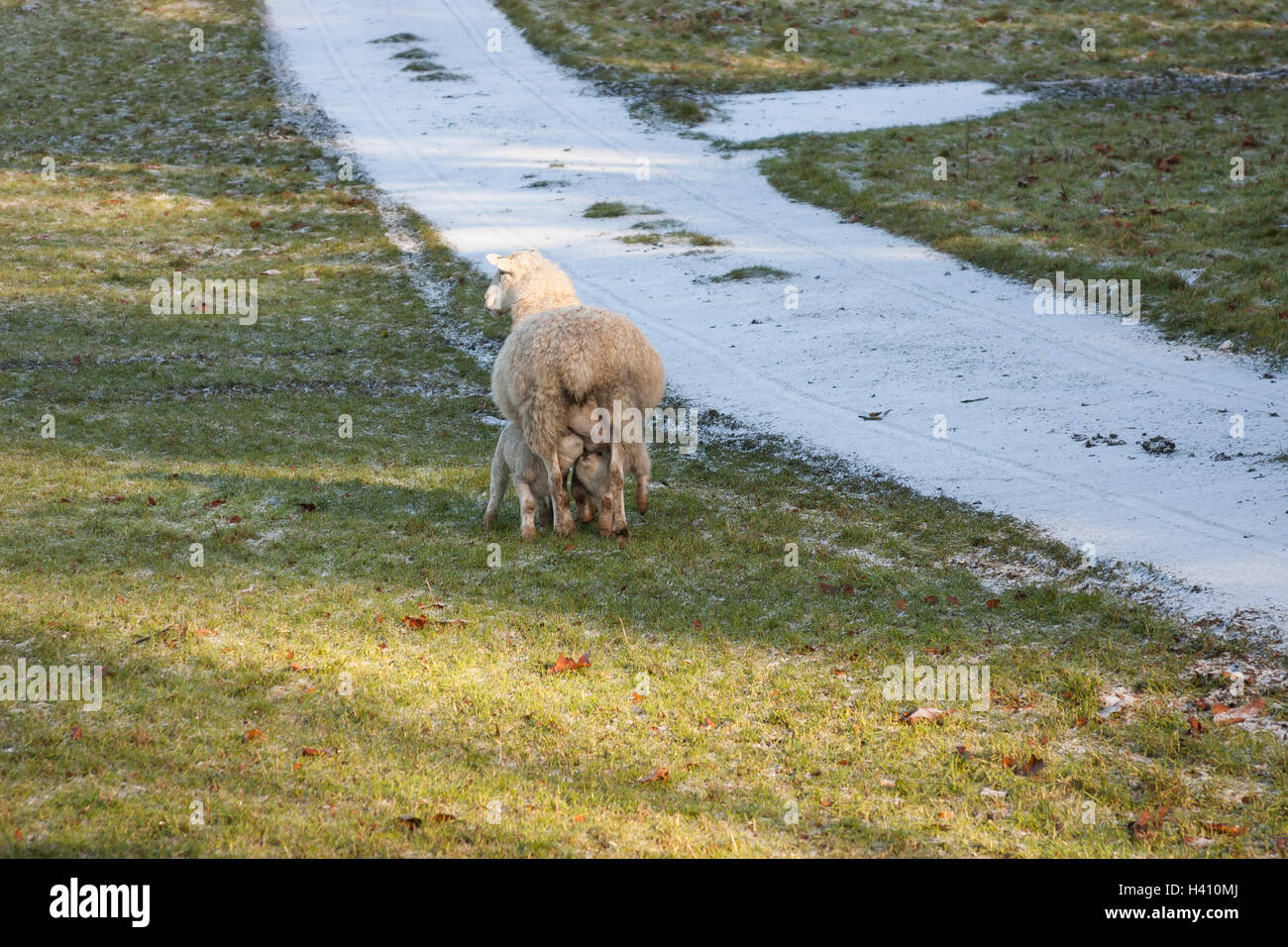 Lambs Snow High Resolution Stock Photography and Images - Alamy