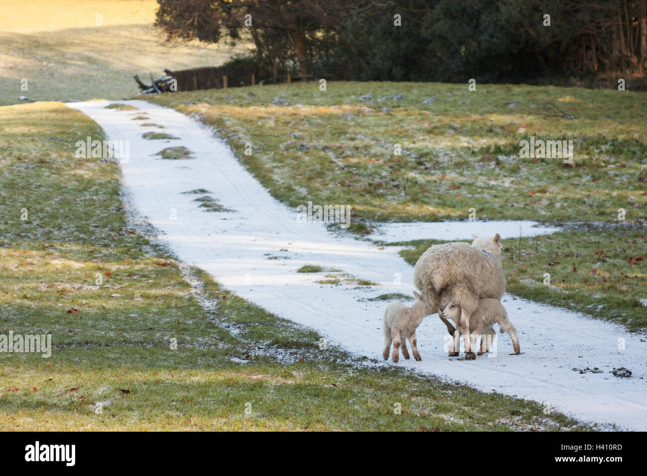 Lambs Snow High Resolution Stock Photography and Images - Alamy