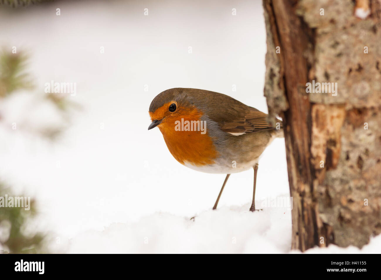 Robin in snow hi-res stock photography and images - Alamy