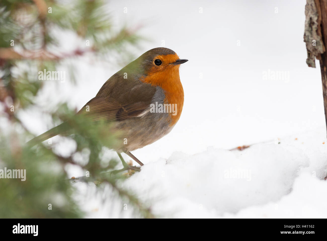 robin bird in snow Stock Photo - Alamy