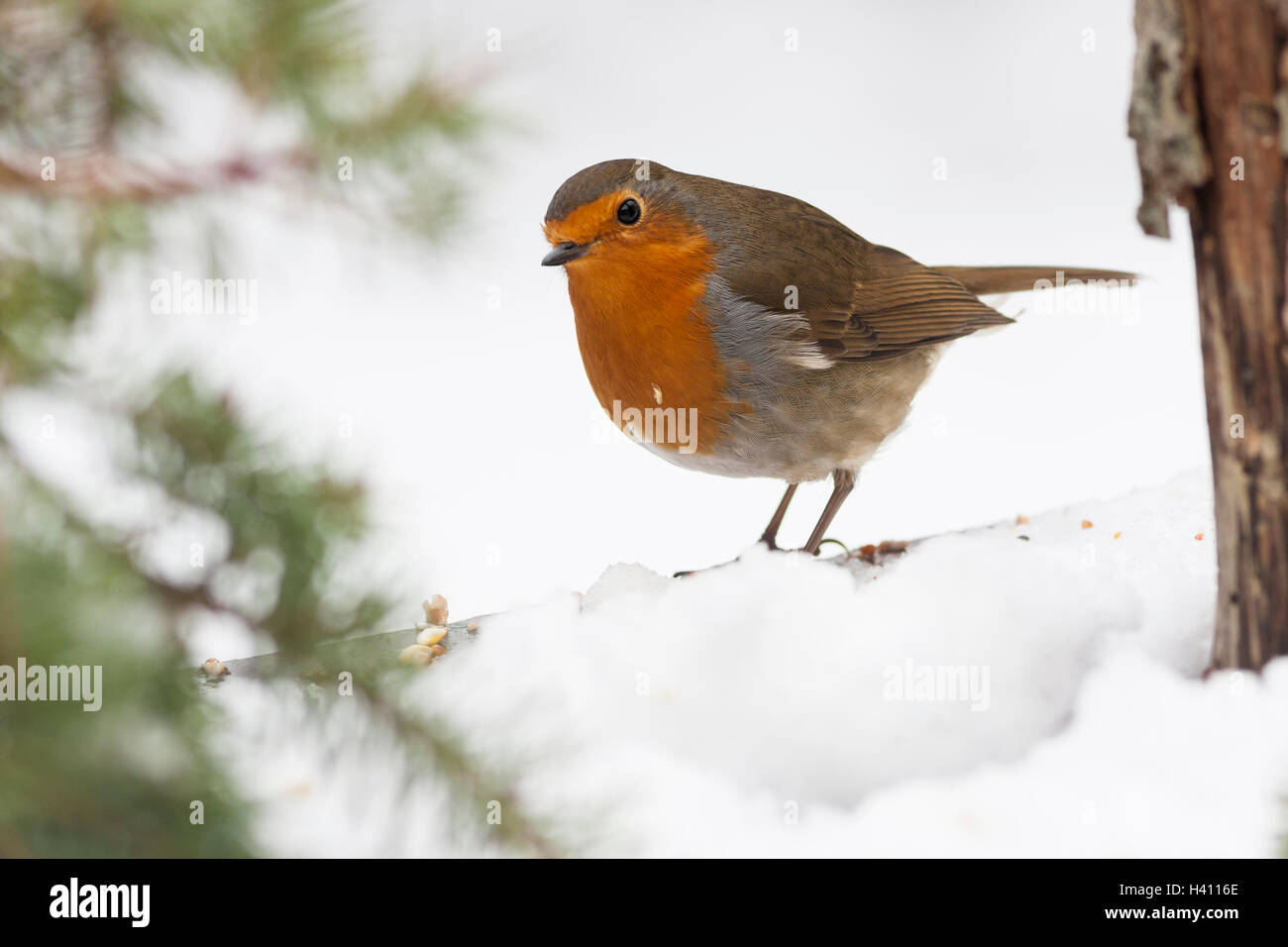 robin bird in snow Stock Photo - Alamy
