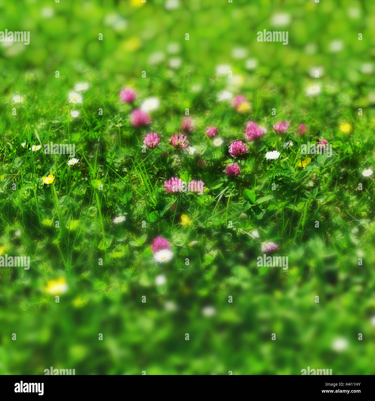 Meadow, detail, clover, clover meadow, plants, grass, flowers, meadow ...