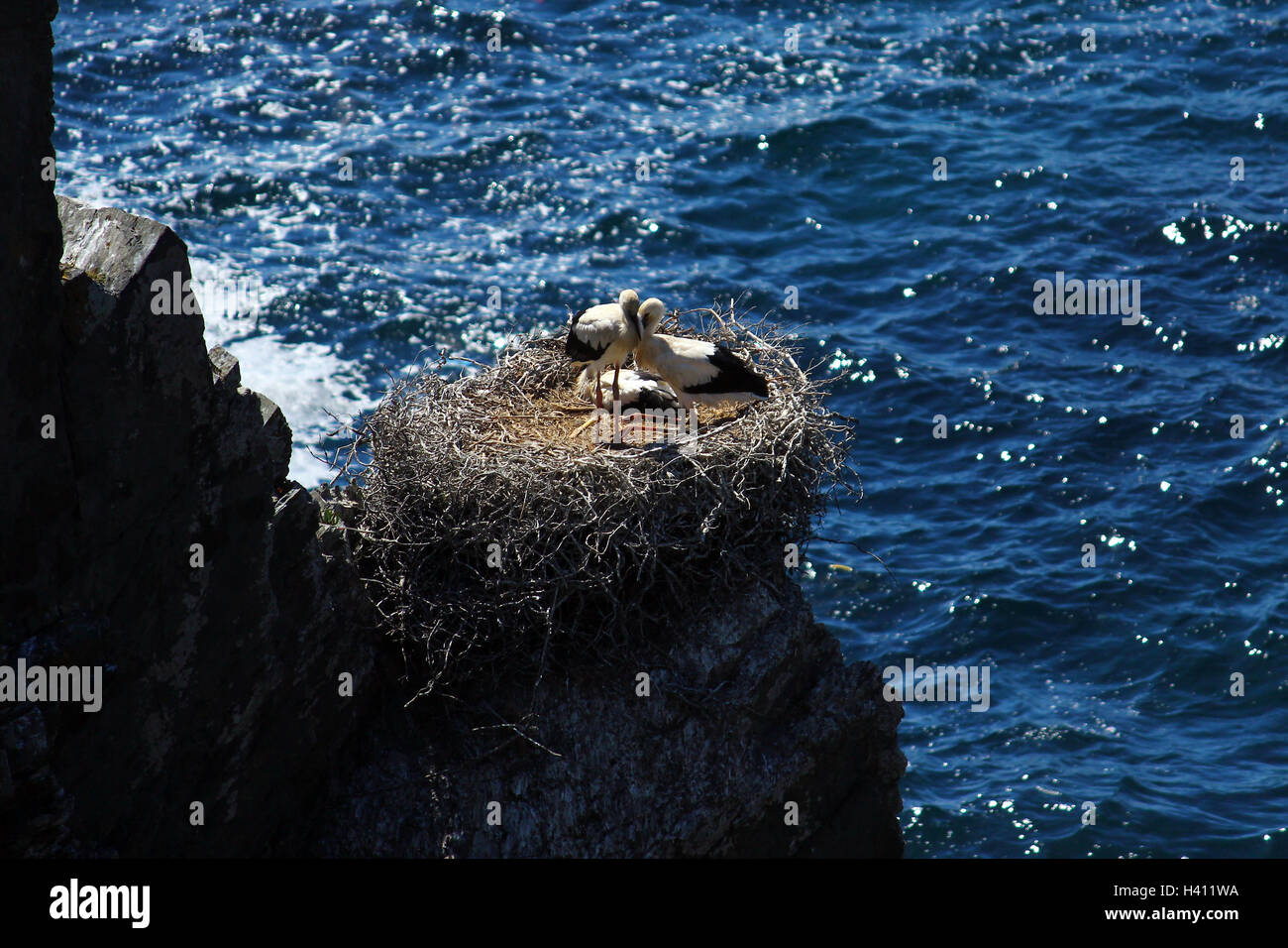 Storks nesting on a rock Stock Photo - Alamy
