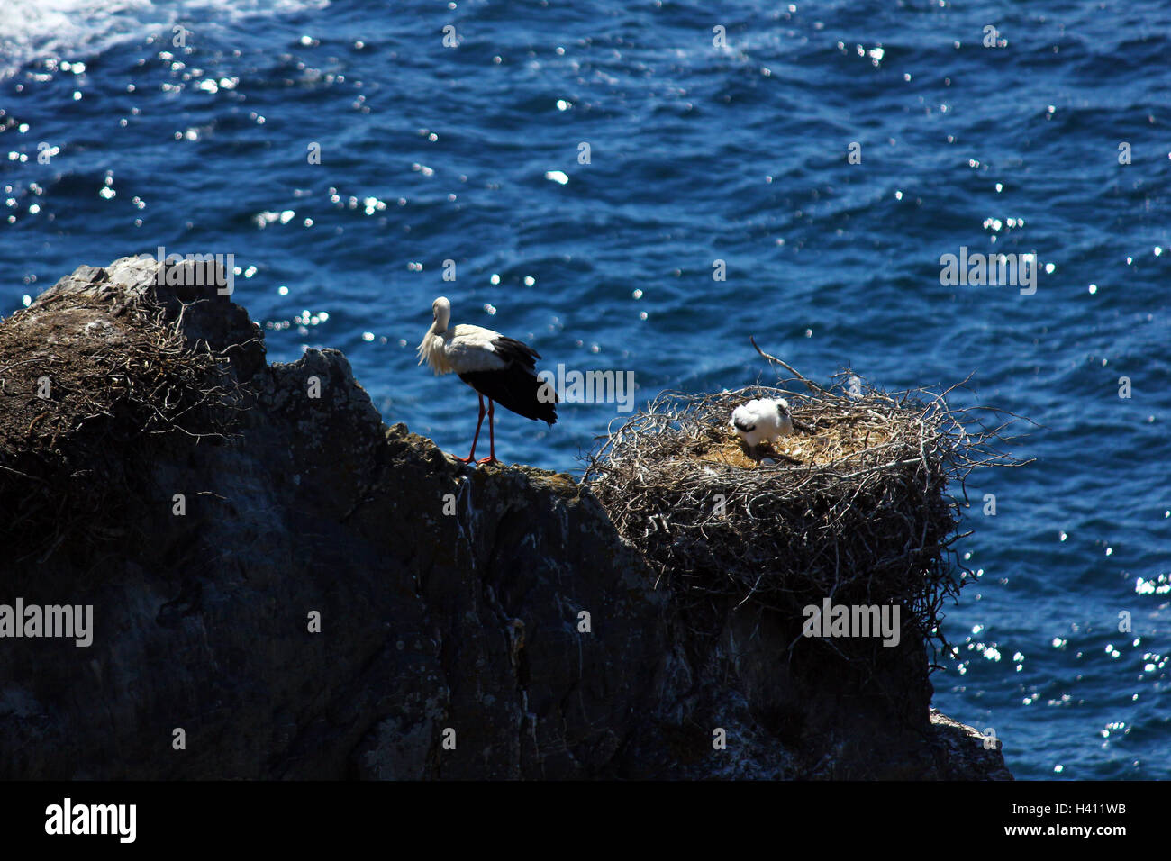 Storks nesting on a rock Stock Photo - Alamy