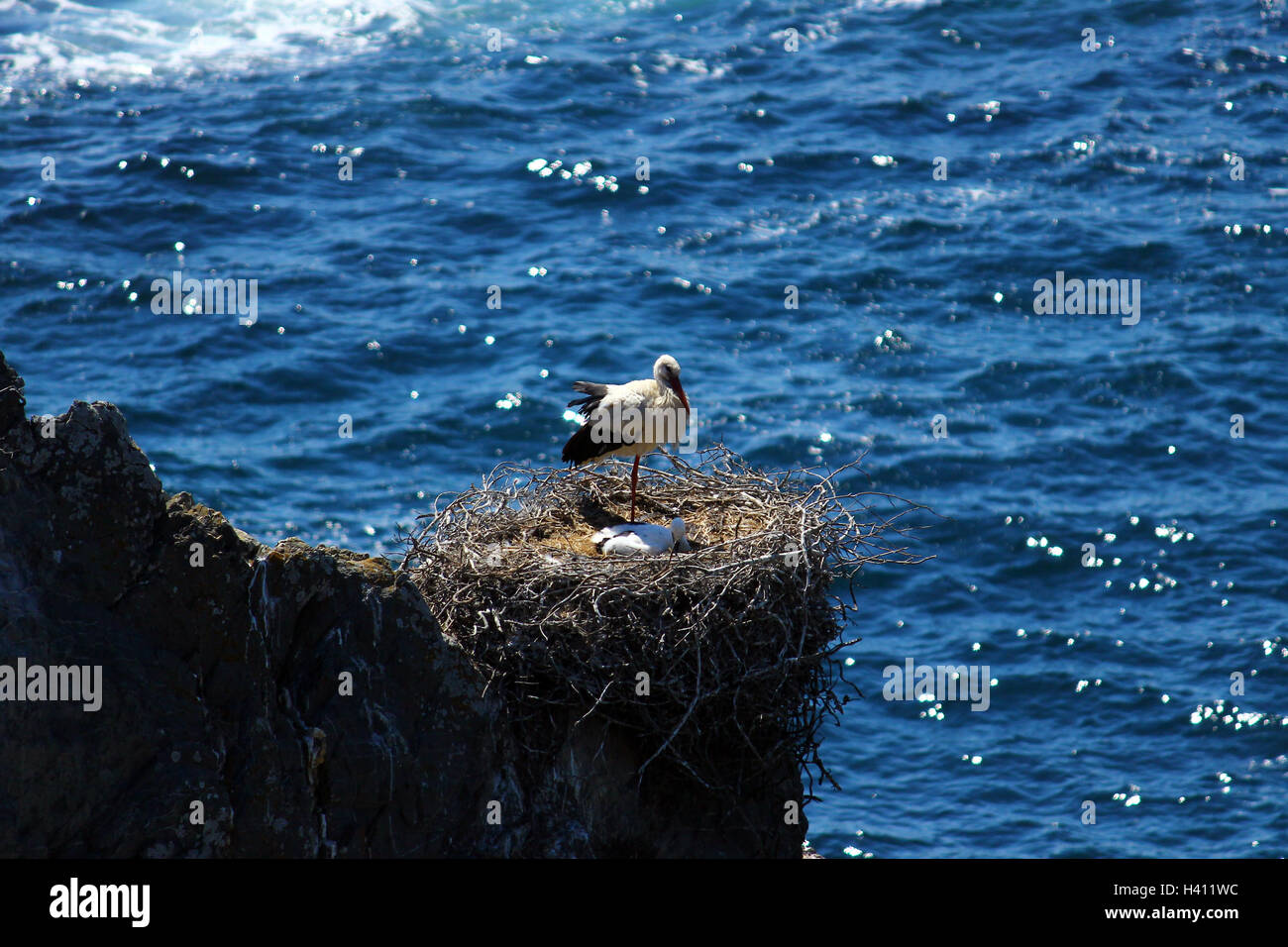 Storks nesting on a rock Stock Photo - Alamy