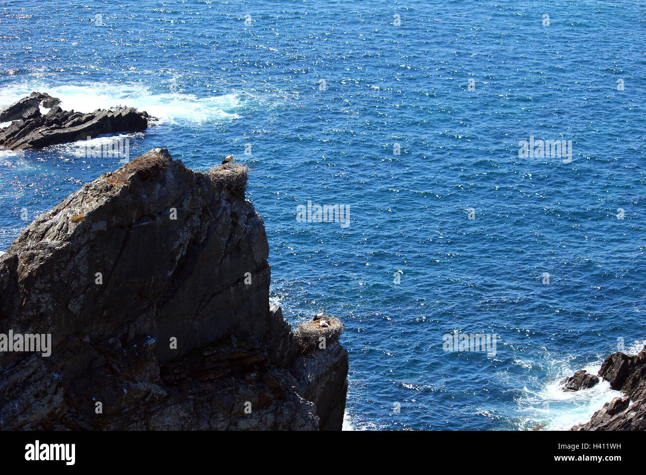 Storks nesting on a rock Stock Photo - Alamy