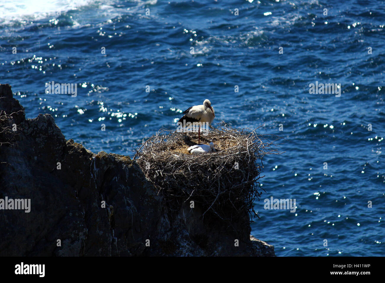 Storks nesting on a rock Stock Photo - Alamy