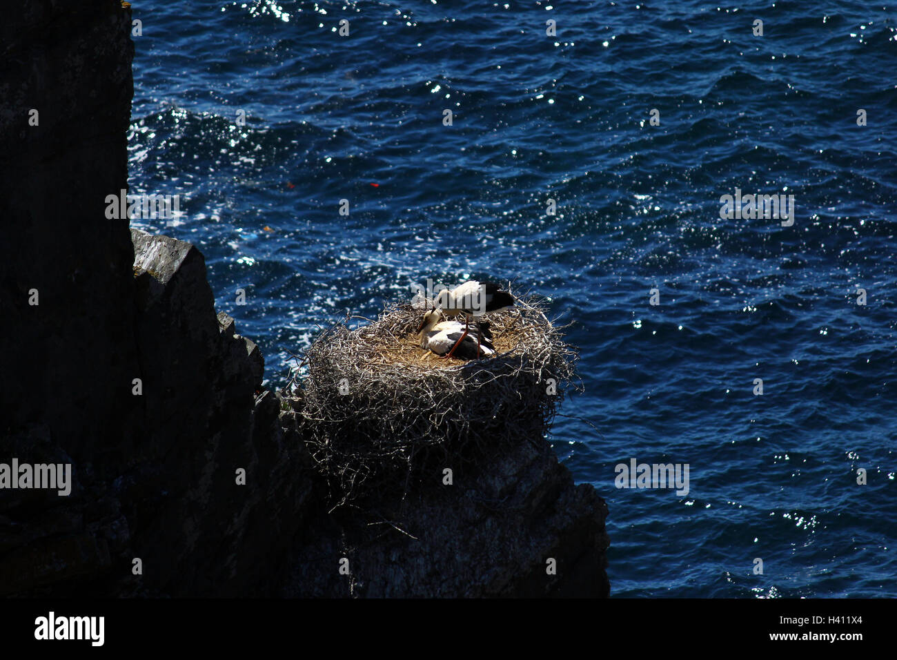 Storks nesting on a rock Stock Photo - Alamy