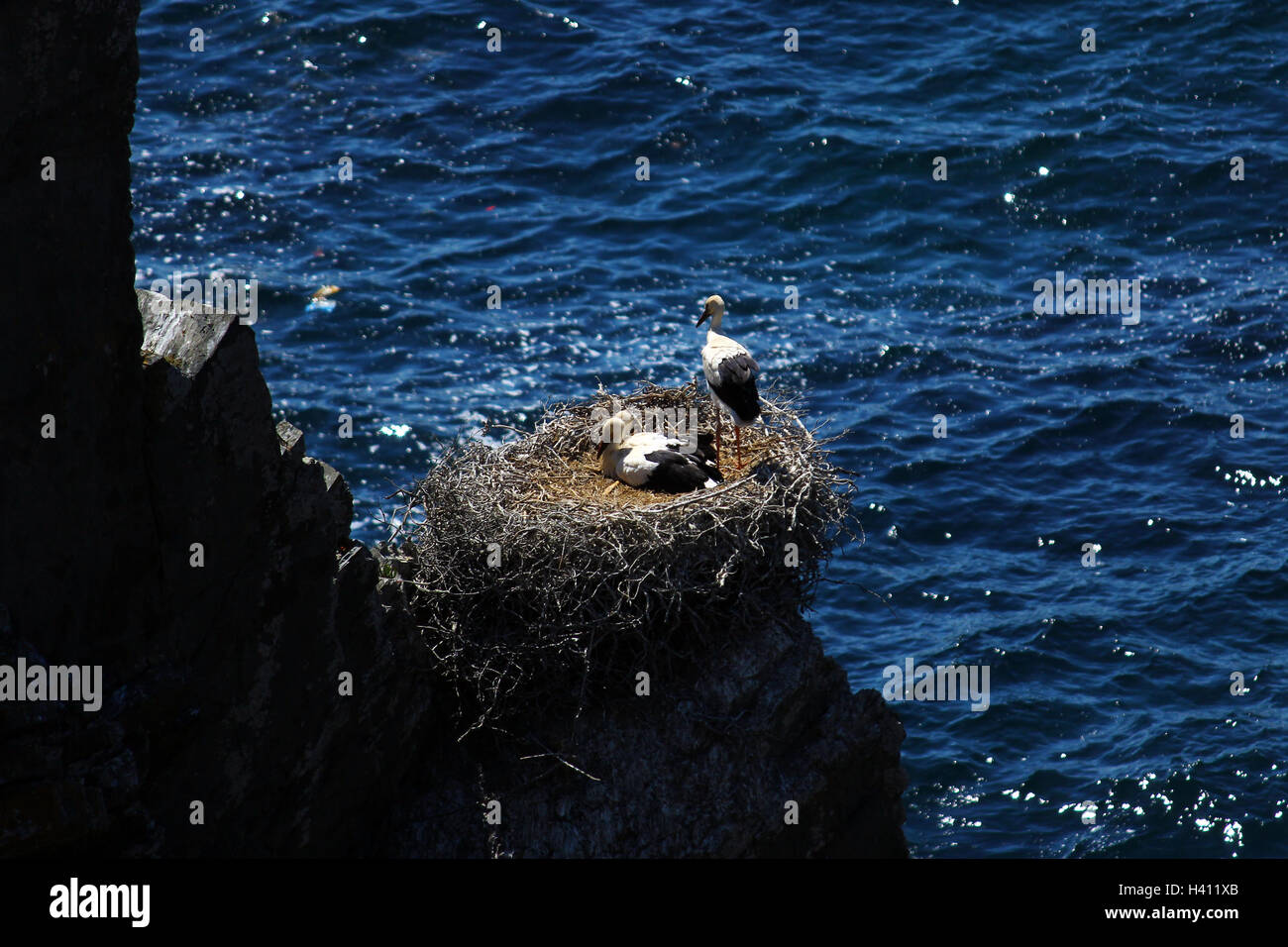 Storks nesting on a rock Stock Photo - Alamy