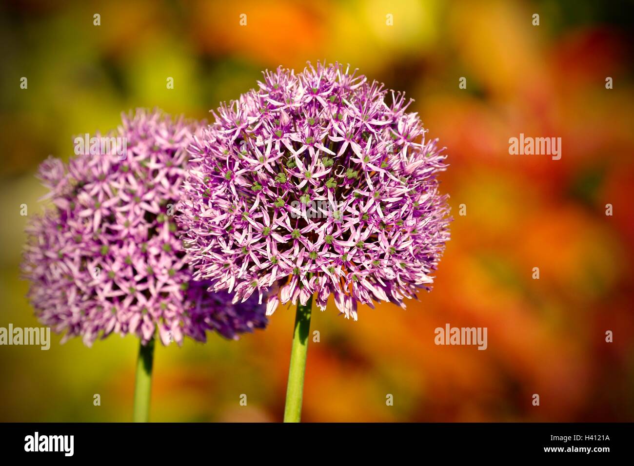 Allium - common name Ornamental onion Stock Photo - Alamy