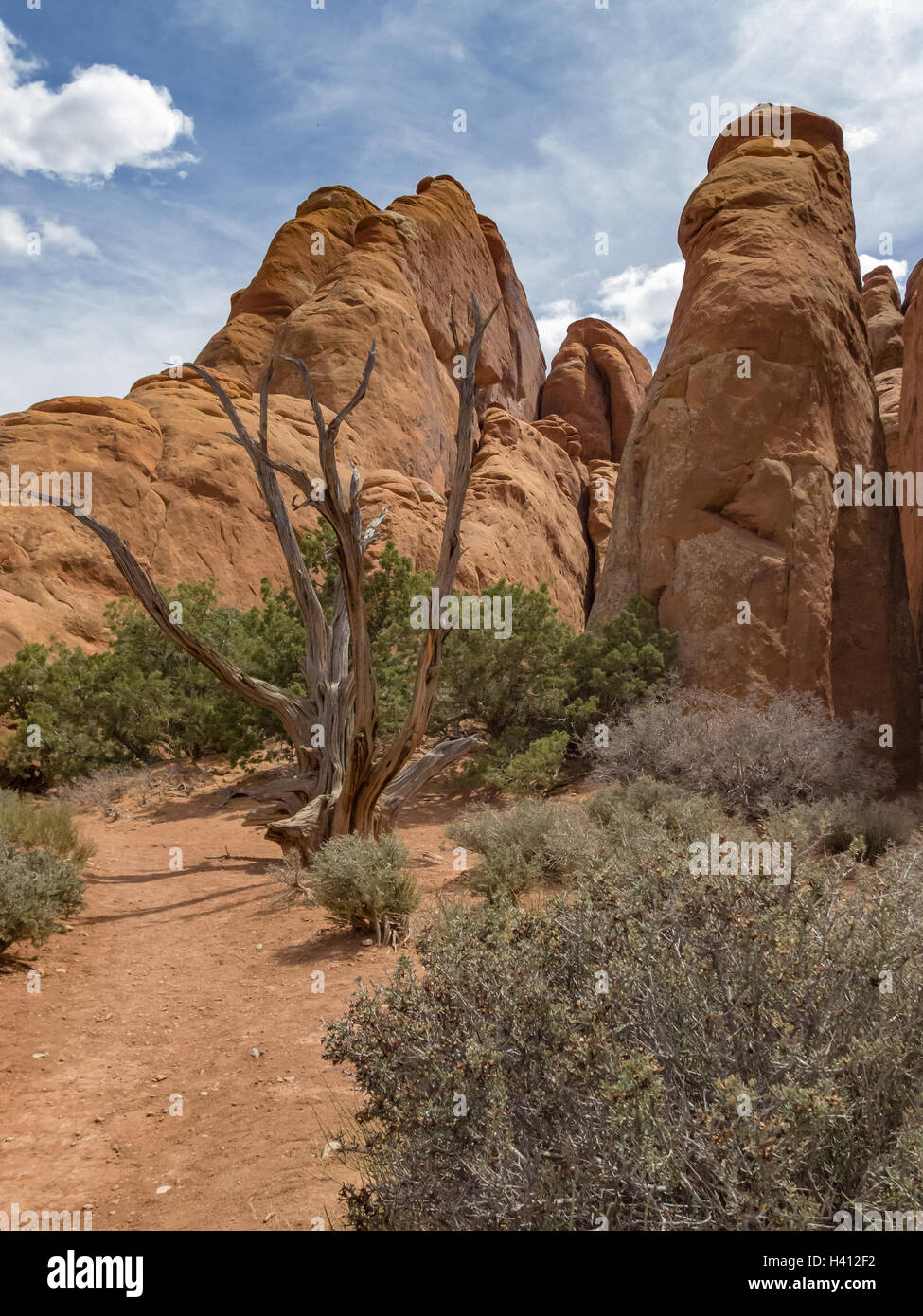 Dead tree nestled amongst the red rocks of utah Stock Photo - Alamy