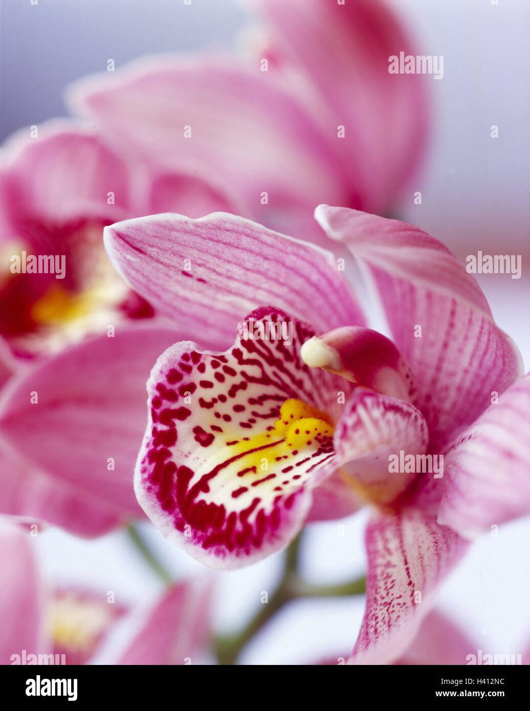 Orchid, Cymbidium spec., detail, blossom, magenta, plant, flower ...