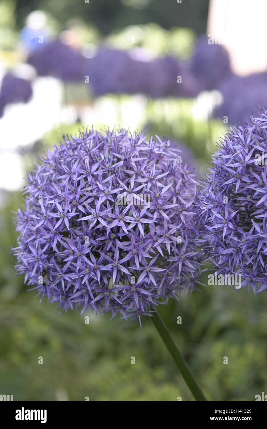 Leek bulb hi-res stock photography and images - Alamy