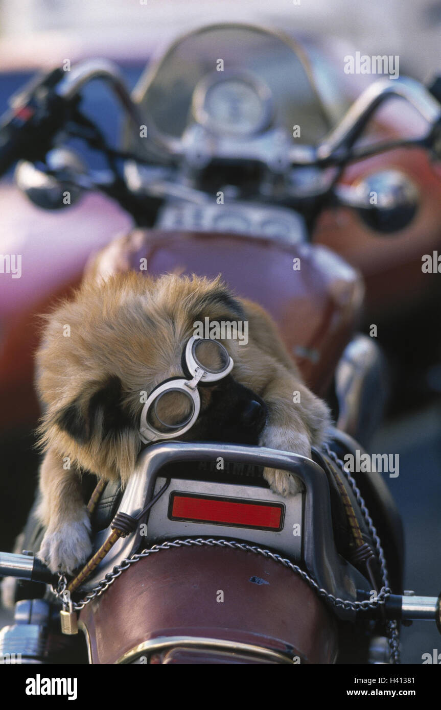 Pet plane hi-res stock photography and images - Alamy