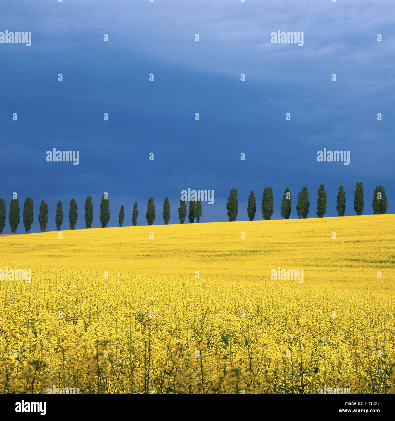 Rape field, tree series, poplars, Germany, Baden-Wurttemberg, field ...
