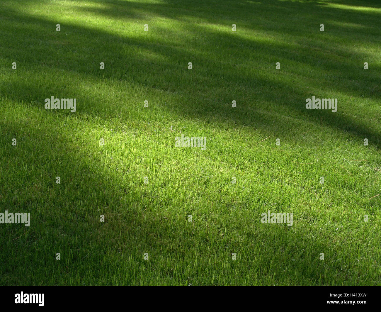 Meadow, detail, light, shade grass, turf, lawn, green area, green plant ...